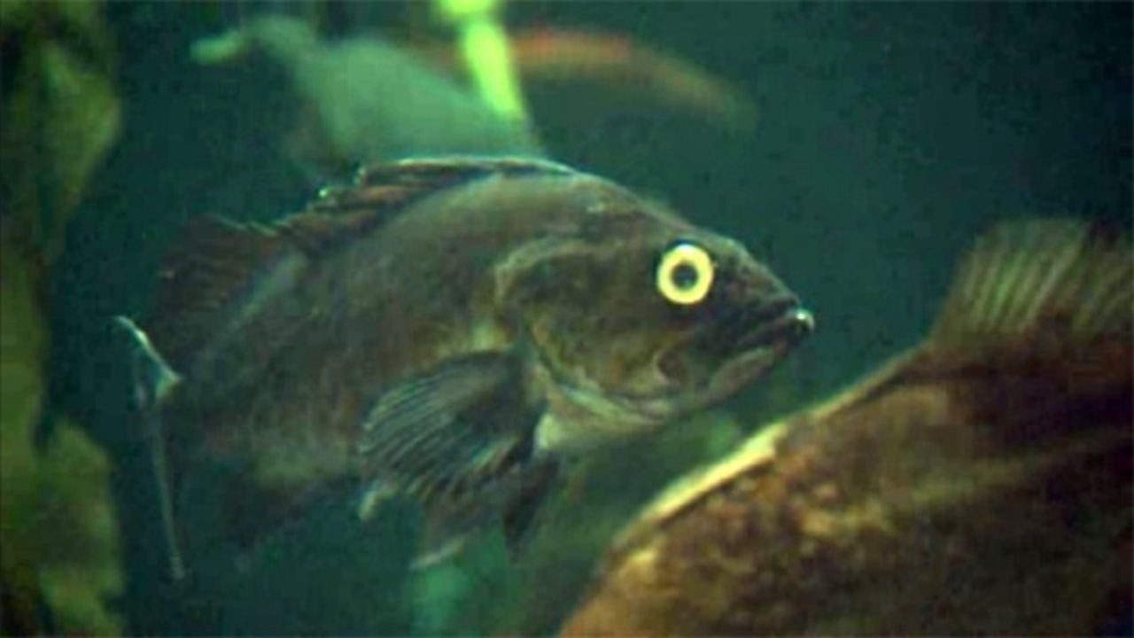 Commercial fishermen fight to fish near NASA