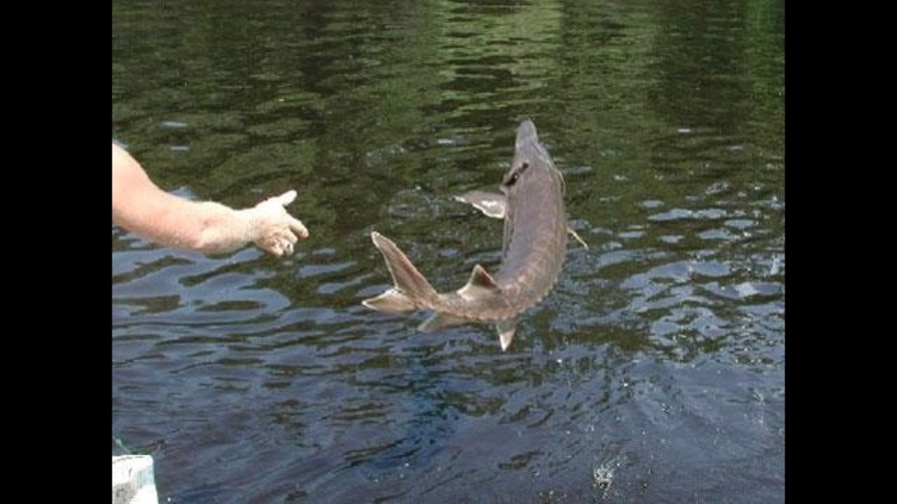 Boaters Warned Of Jumping Sturgeon