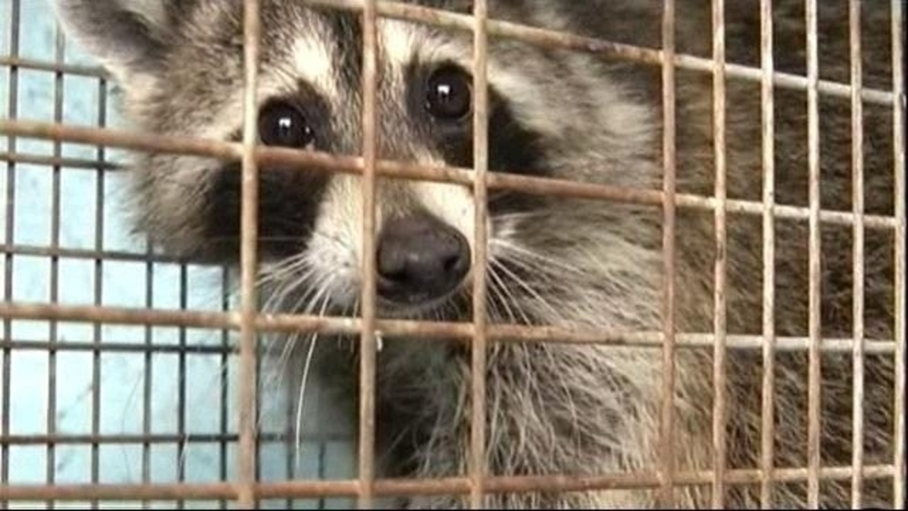 Aggressive raccoon sparks rabies alert in St. Johns County