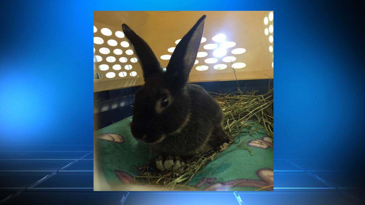 Abused bunny moved to Naples rabbit rescue
