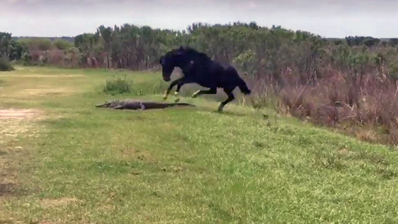 Video captures horse stomping gator