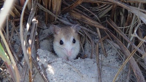 Agencies work to protect endangered beach mouse